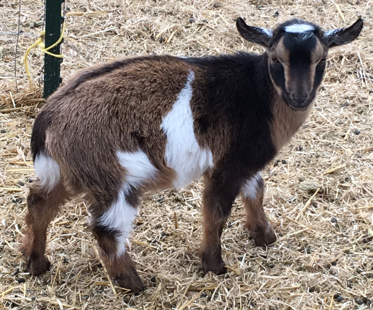Wether | Gavella Goats