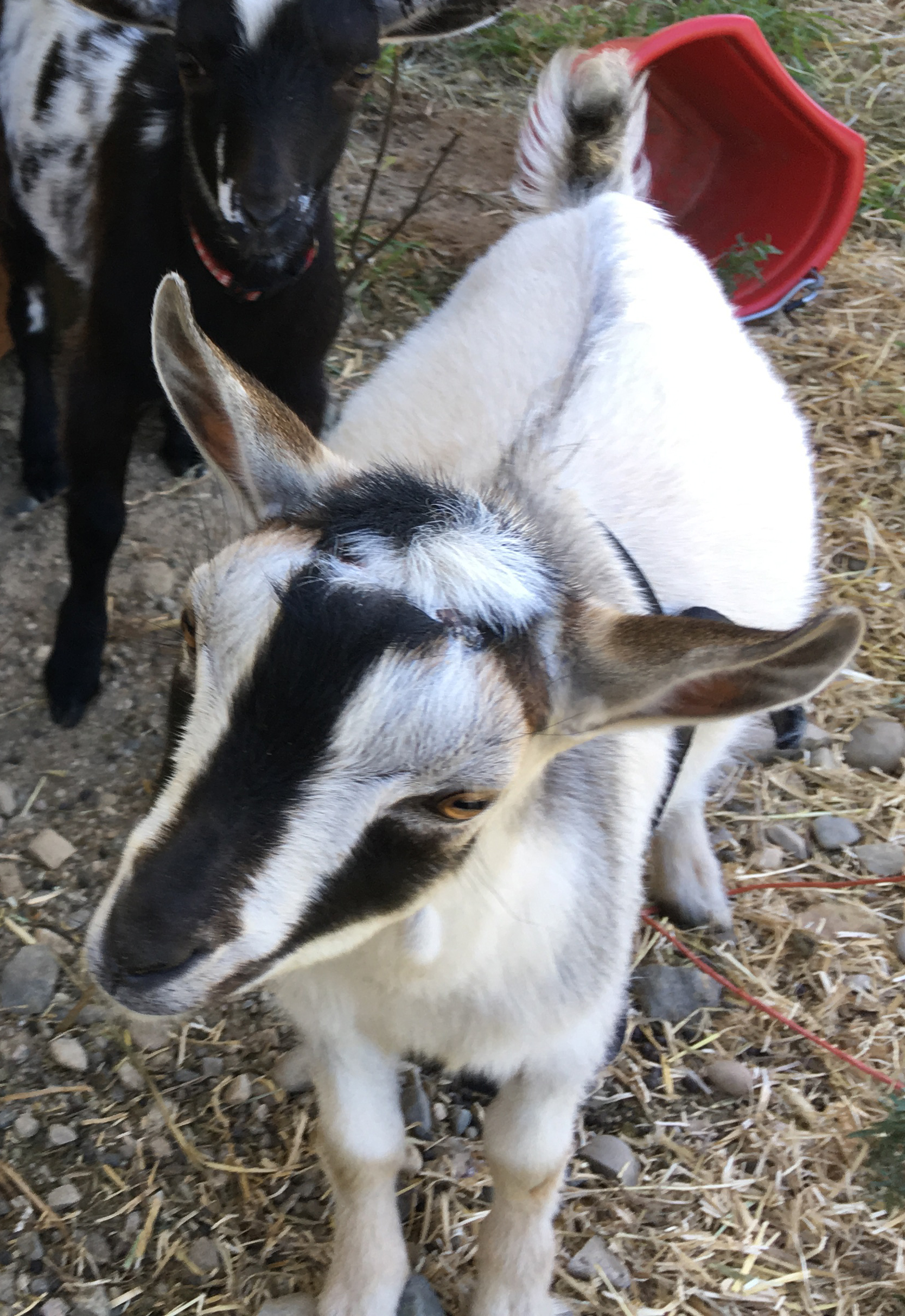 Frosted Pines Lunar Outlaw | Gavella Goats