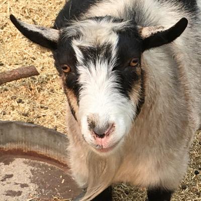 Mistwood PC Ebony Bell | Gavella Goats
